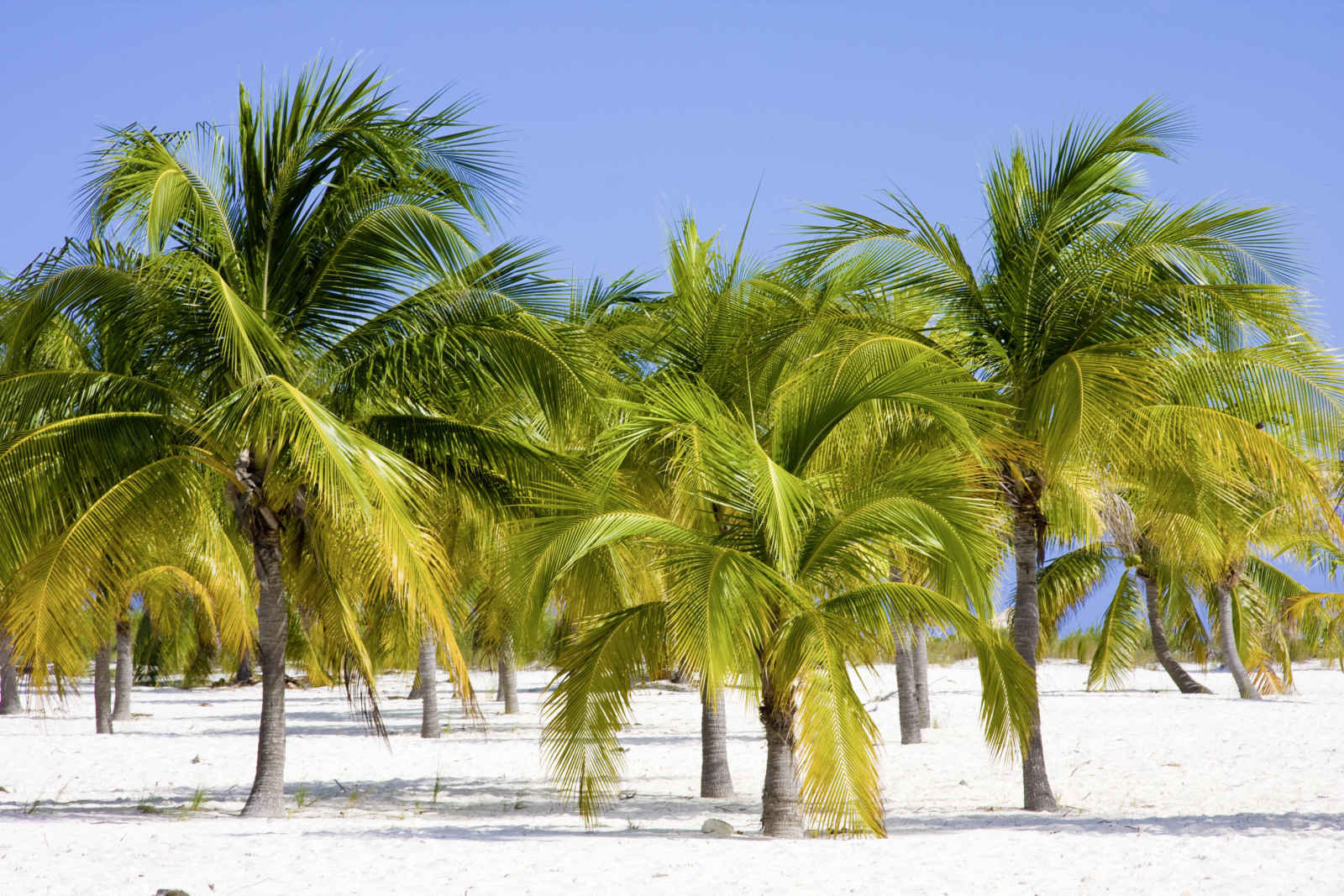 Los Cayos, idée de voyage sur mesure | Les Ateliers du Voyage